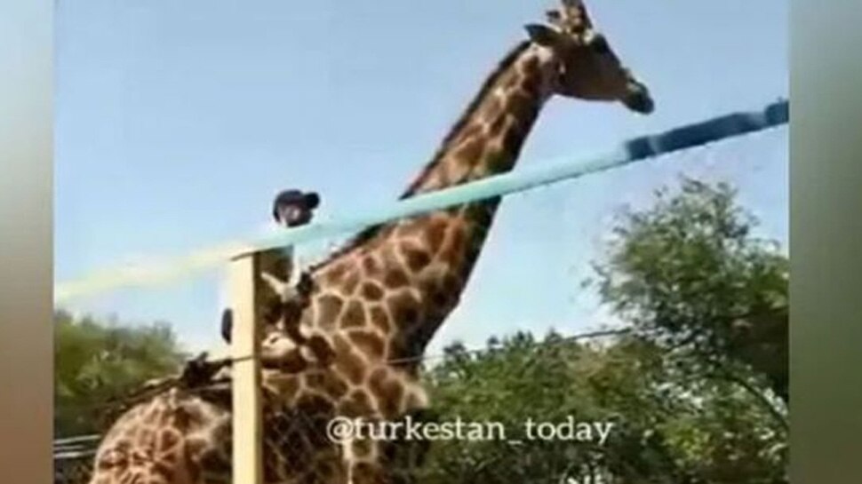 Drunken man tries to ride Giraffe in Kazakhstan Zoo News in Malayalam ...