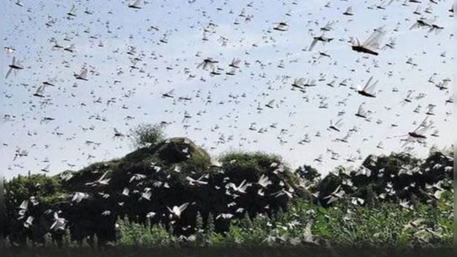 Massive locust invasion from Pakistan, big threat to farmers | News in ...