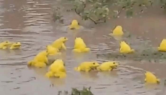 Indian bullfrog change to yellow during monsoon for attracting the ...