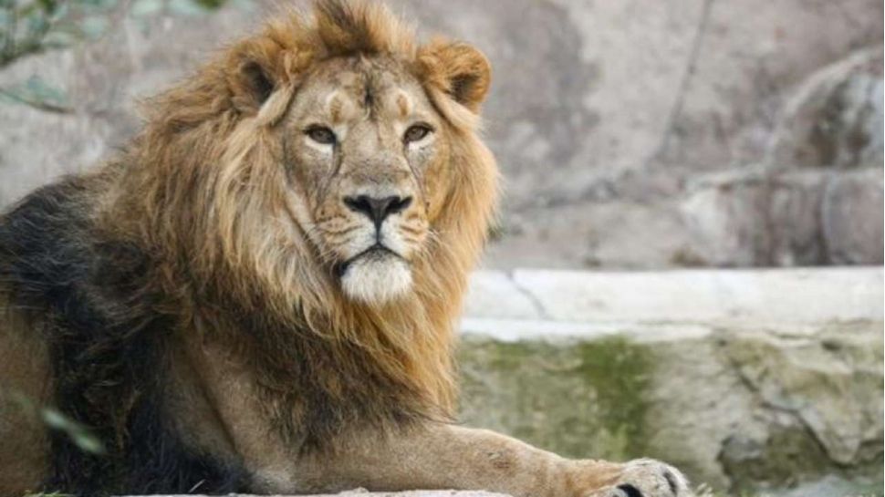 Eight Lions Tested Covid Positive in Hyderabad | മൃഗങ്ങൾക്കും രക്ഷയില്ല ...