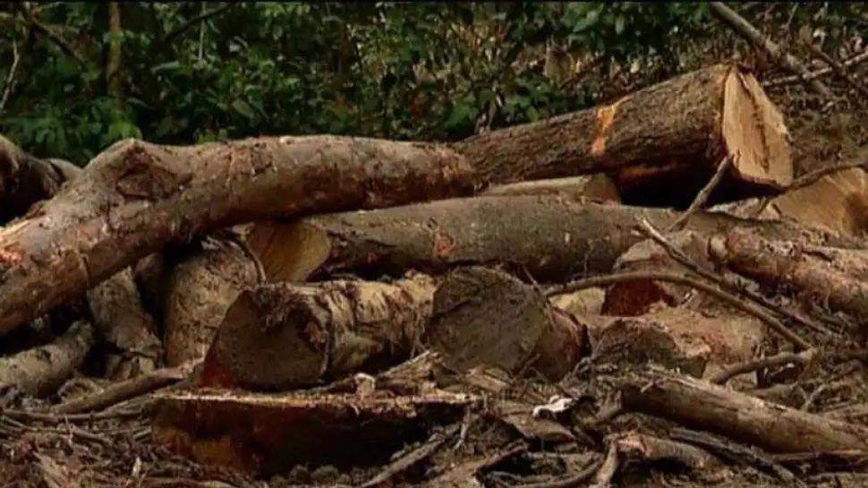 Forest robbery case muttil tree felling case accused calls former ...