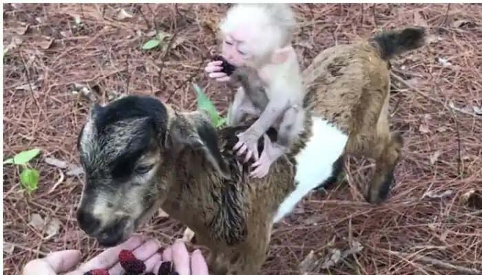 Viral Video: Baby Monkey riding on little goat, enjoys Mulberry, video ...