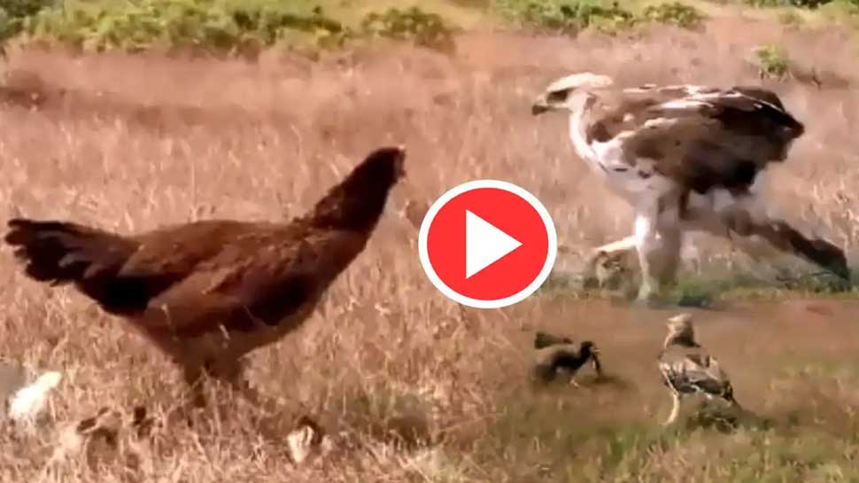Viral Video: hen and hawk fight see what happens next viral video ...