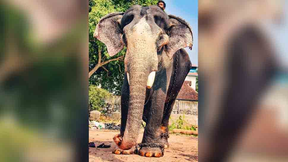 Mangalamkunnu rajan passes away elephant lovers calls him tintu mon ...