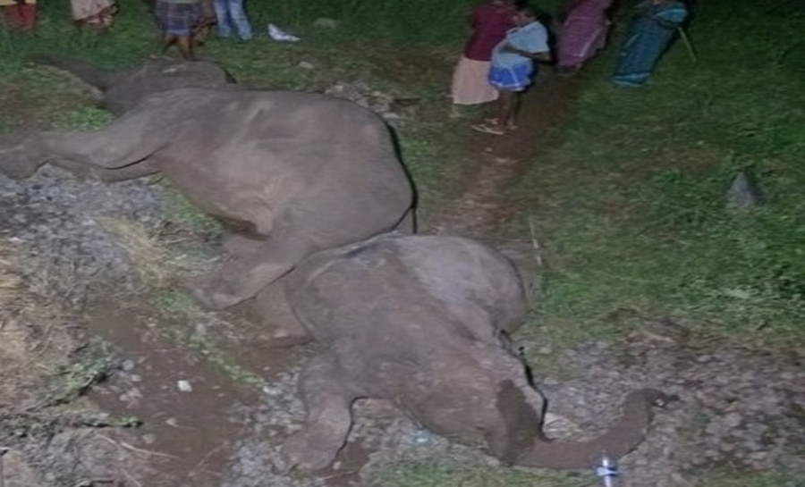 train hits three elephants in tamil nadu | Train hit elephants ...