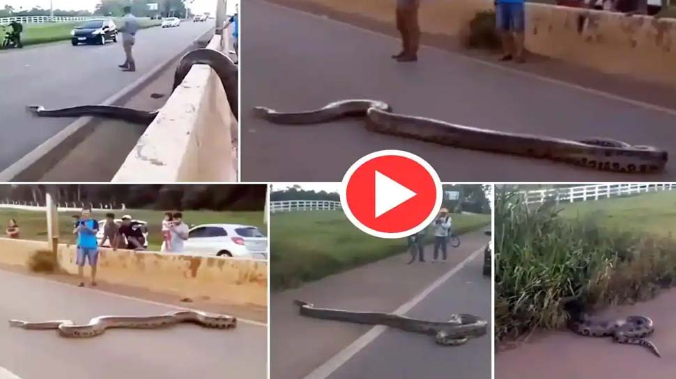 Viral Video: Huge Python (Anaconda) comes out of nowhere on Highway ...