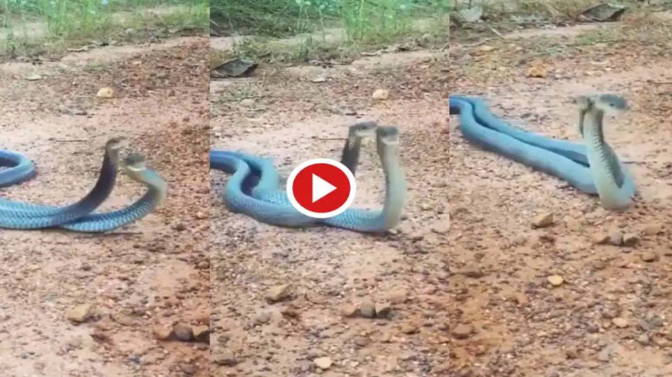 Snake love making video goes viral, snakes loving each other netizens ...