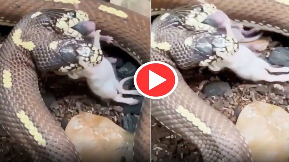 Watch viral video of two faced snake attack two rats simultaneously ...