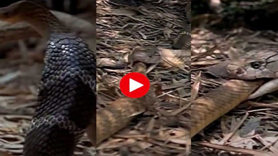watch viral video of King Cobra and Rat snake fighting trending video ...