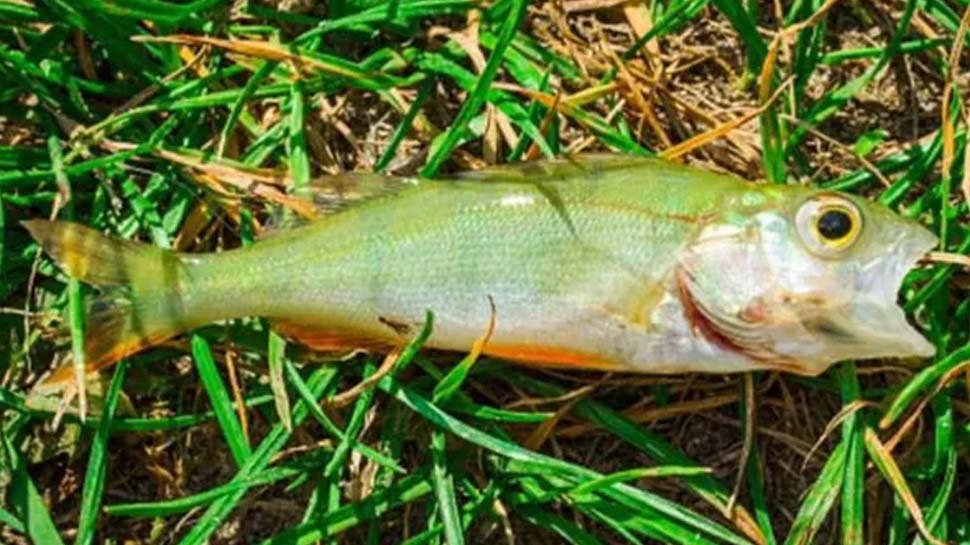Fish rain Fish fall from sky during rain in US city texas |Texas Fish ...