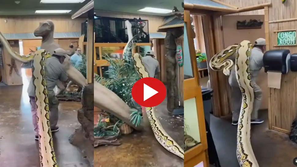 Viral video google trending video of a man carrying an Giant Python on ...