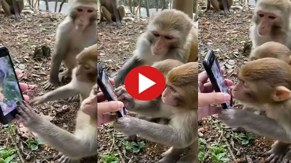 Watch viral video google treding video when monkeys shown their video ...