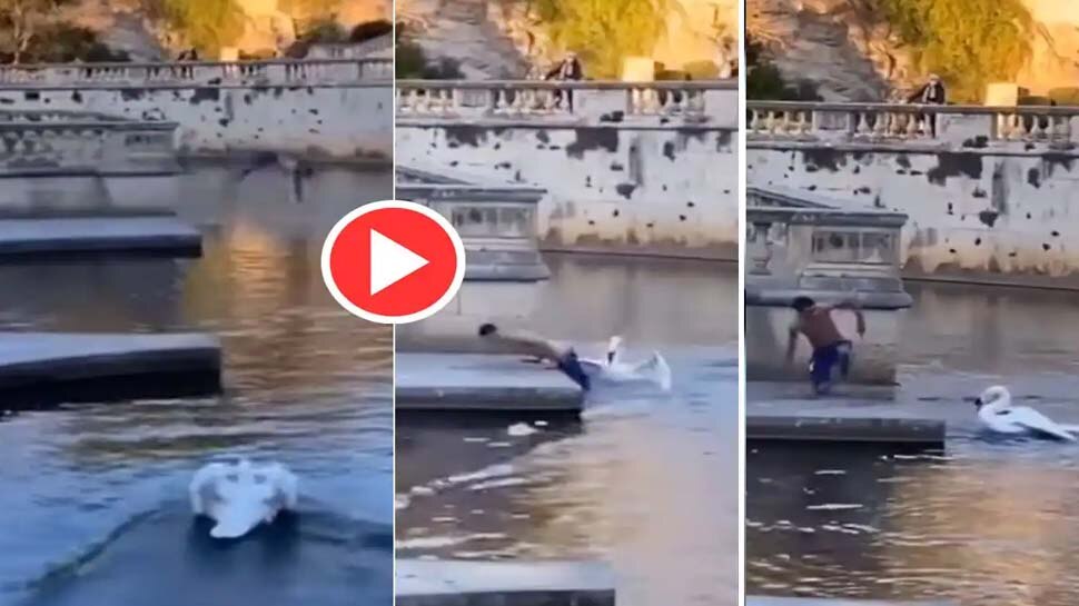 Viral video google trending video of Swan did funny thing with boy ...