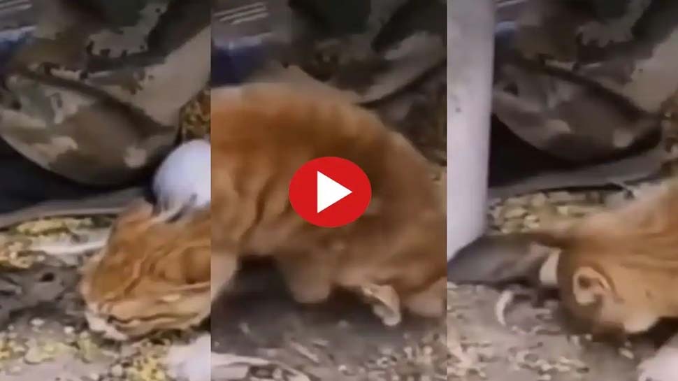 Viral video google trending video of Cat and Rat fight animal fight ...