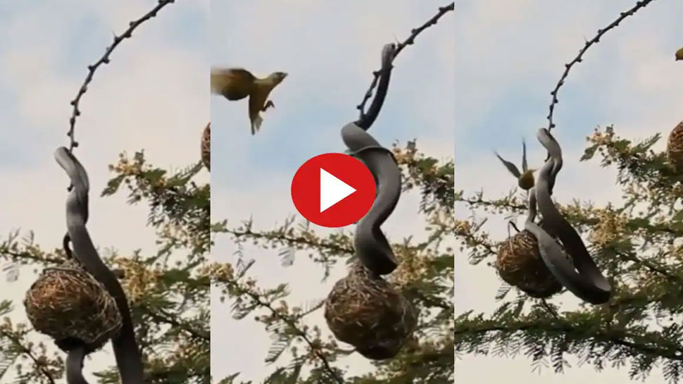 viral video google trending video snake vs tiny bird watch trending ...