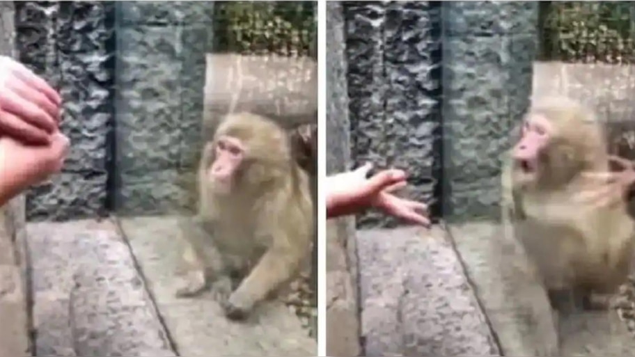 Viral Video Google trending video monkeys reaction to zoo visitors ...