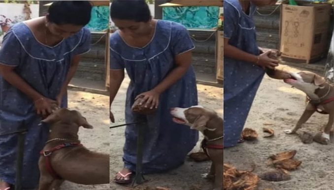 Viral video google trending video dog video dog helping his master to ...
