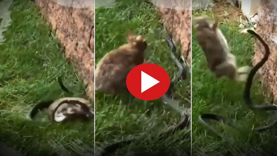 viral video Snake and Rabbit fight video snake video snake and rabbit ...