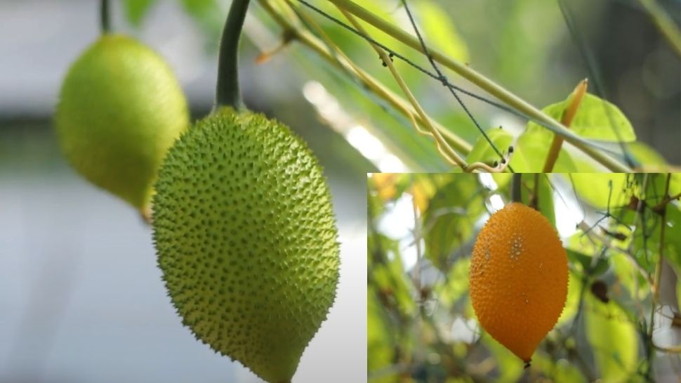 Viral News Vietnamese gag known as the fruit of heaven cultivating in ...