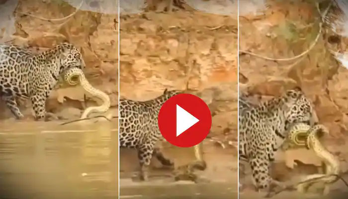 viral video google trending video of Leopard and python fight leopard ...