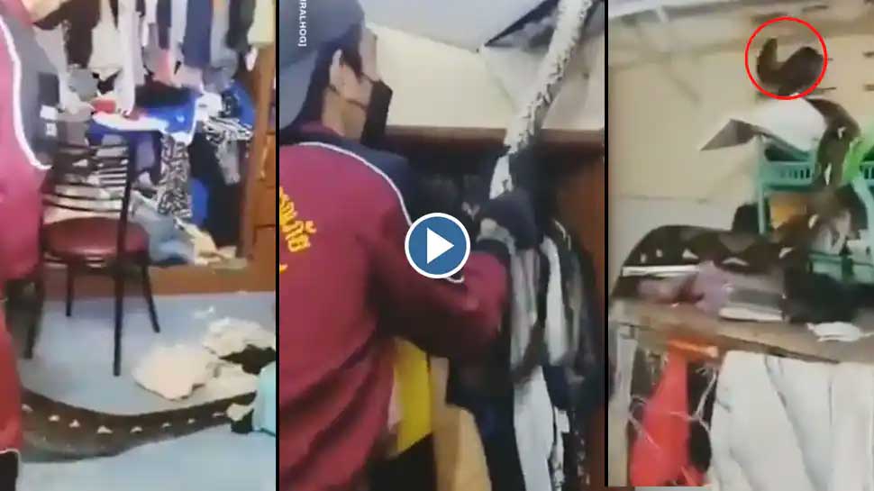 Watch Viral video google trending video of a huge python hiding in ...