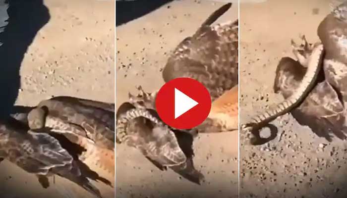 Viral video of hawk and snake fierce fighting trending video see what ...