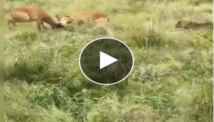 Viral video of deer vs leopard fight Leopard attacks 2 Antelopes busy ...