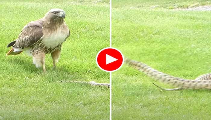 Viral Video Snake hawk fight video snake and hawk fight video goes ...