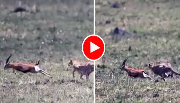 Viral video cheetah deer fight video cheetah chases deer for hunt in ...