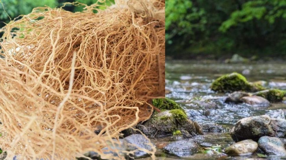 Ayurveda Tips Wonderful benefits of Vetiver Called Ramacham | വേന ...