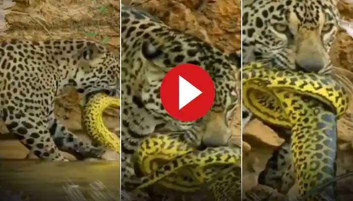 Viral video python jaguar fight video jaguar attack on python in water ...