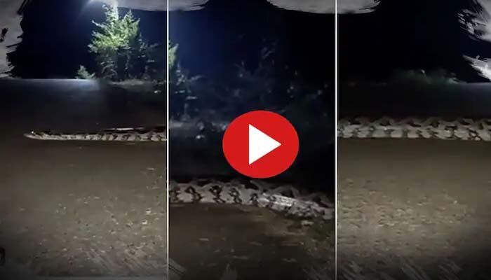 Viral Video: 50 feet long Python video giant snake video wild animal ...