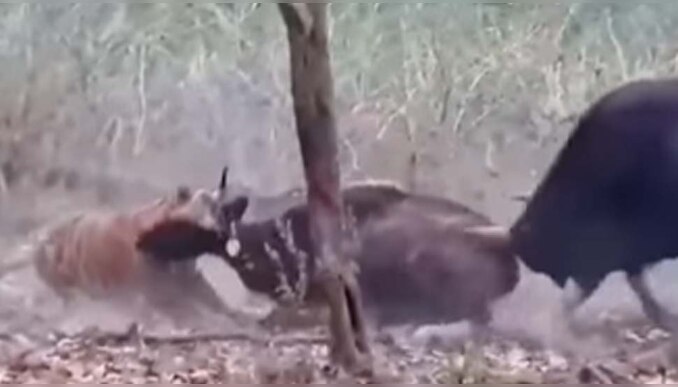 Viral video tiger vs indian gaur fight tiger attacks on indian gaur ...
