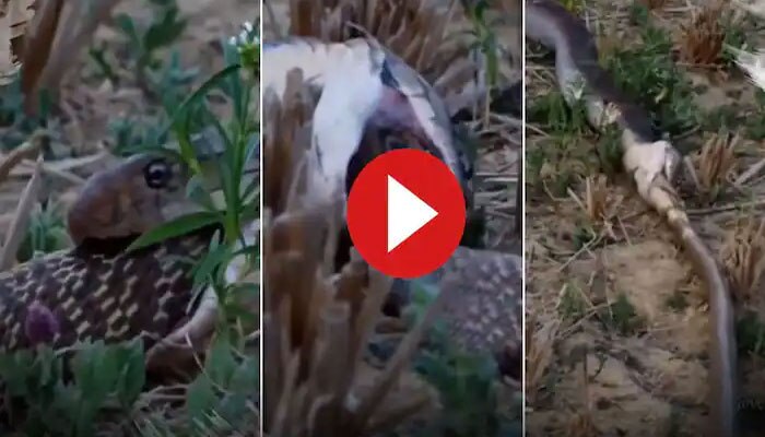Viral Video Cobra and giant snake fight video google trending video ...