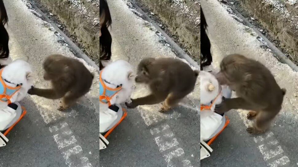 Viral Video Monkey and cat love story monkey in Love At First Sight ...