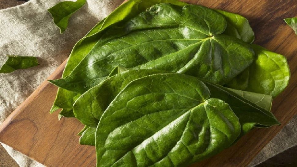 Betel leaf Benefits of betel leaf ayurvedic benefits of betel leaf ...