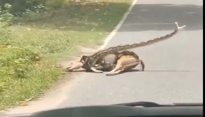 Viral video of Python attacked deer and a woman came to rescue see what ...