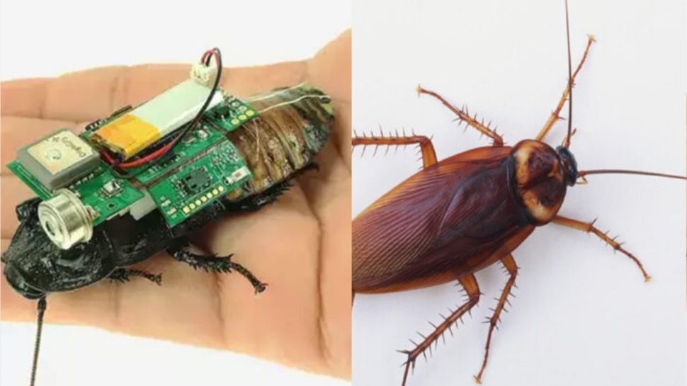 the cockroach is not just an insect;'robo roach' | പാറ്റ വെറുമൊരു ...