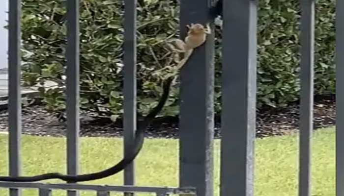 Viral video of snake frog fight huge snake trying to swallow the from ...