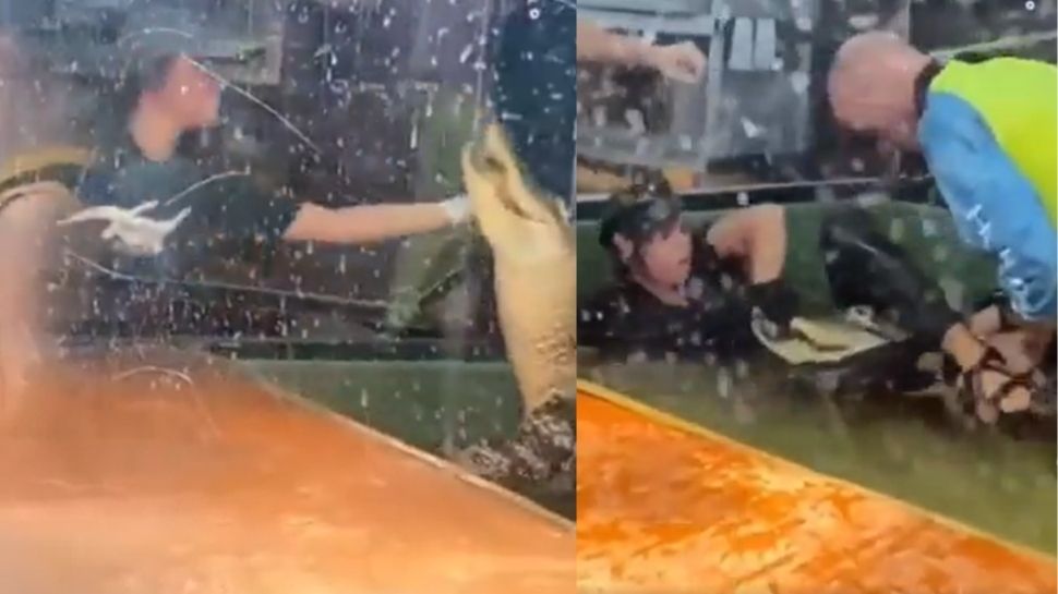 Shocking video alligator bites woman’s hand when she goes to feed him ...