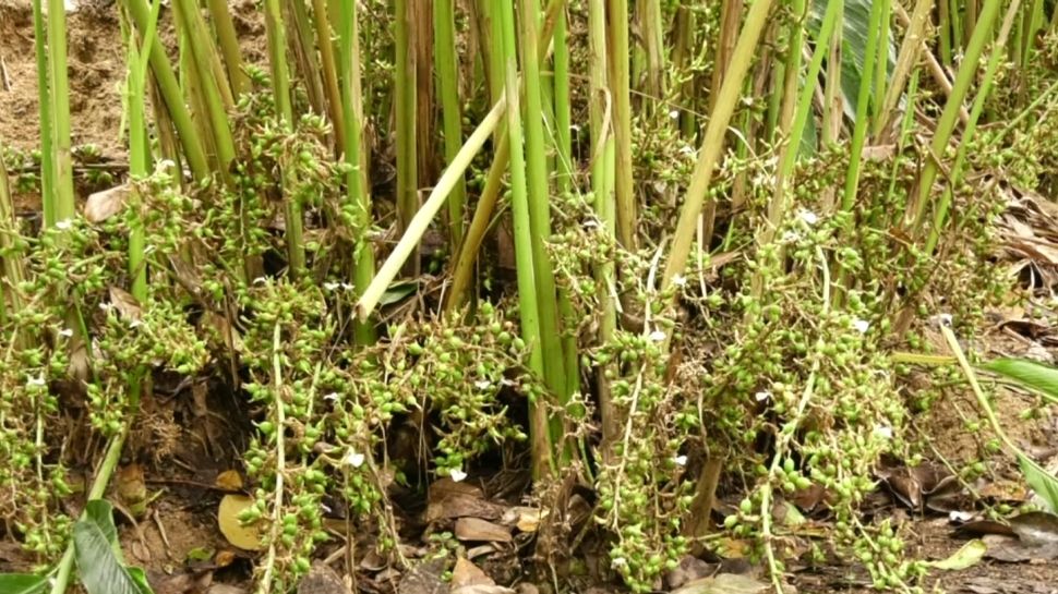 Rain in Idukki Cardamom farmers with great hope of good harvest ...