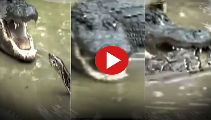 Viral video Crocodile python fight video google trending video ...