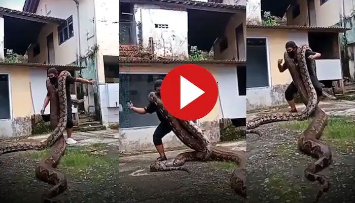 Viral video giant python video google trends man did dance with two ...