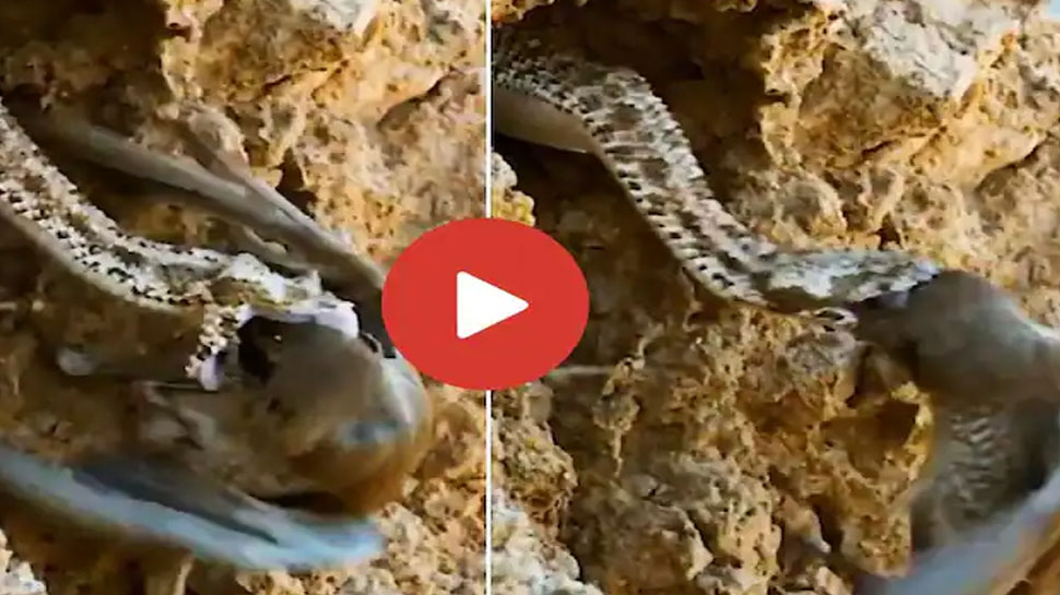 Viral Video King cobra bird fight video google trending video bird ...
