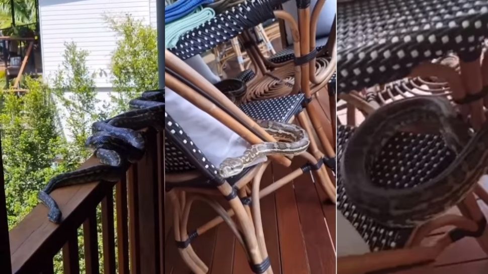 viral video pythons in house family finds four giant pythons in sitout ...