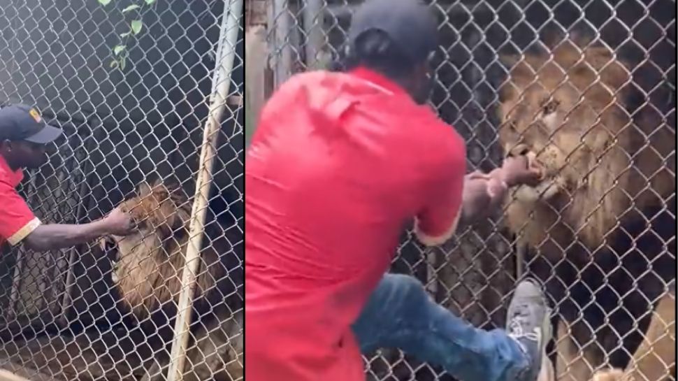Viral Video Lion bites off mans finger viral video in social media ...
