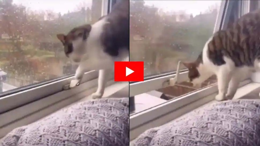 Cat window escape Funny Viral video| Viral Video : "എനിക്ക് ...