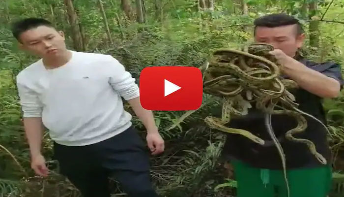 viral video snake video man lifting whole bunch of poisonous snake in ...