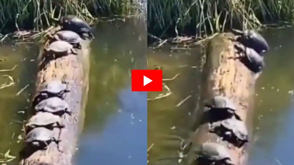 Viral video turtle playing video google trending group of turtles ...