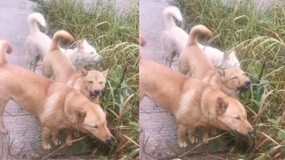 Viral Video Dogs Video google trending video three dogs eating grass ...